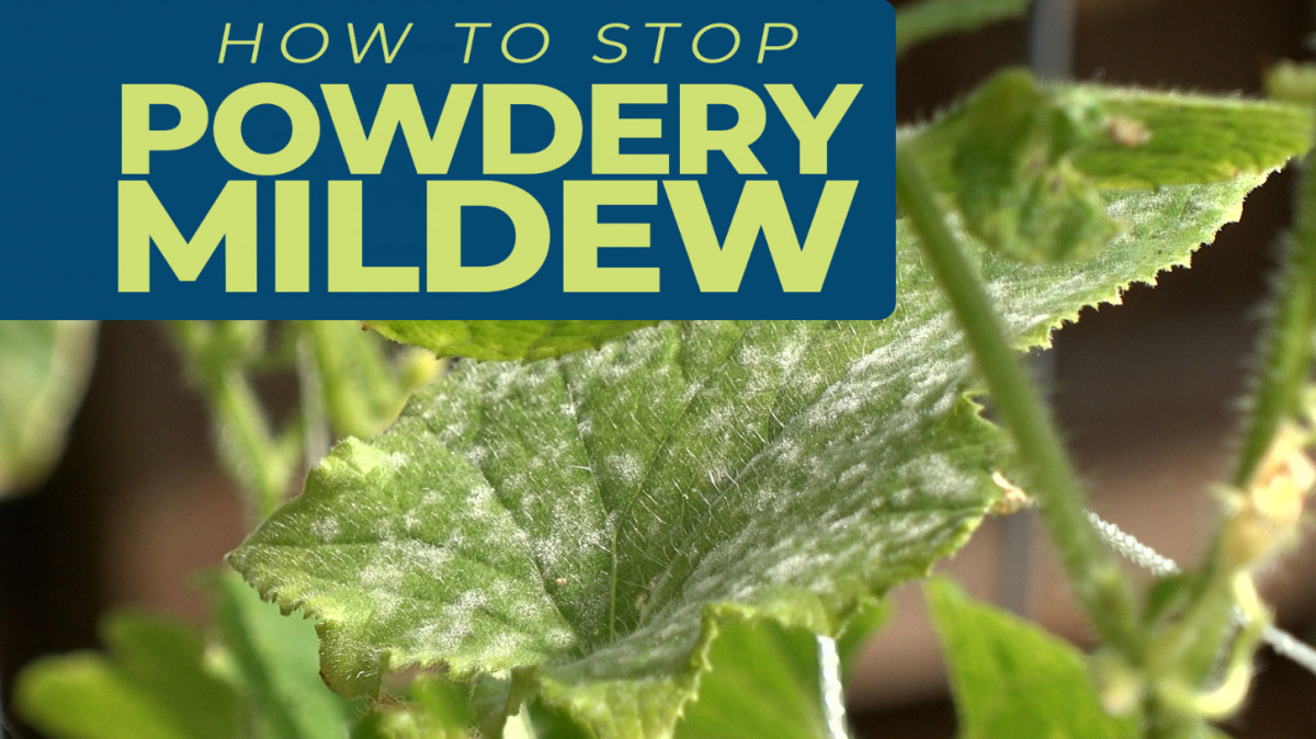 How to Combat Powdery Mildew in a Regenerative Garden | Stack's Urban ...